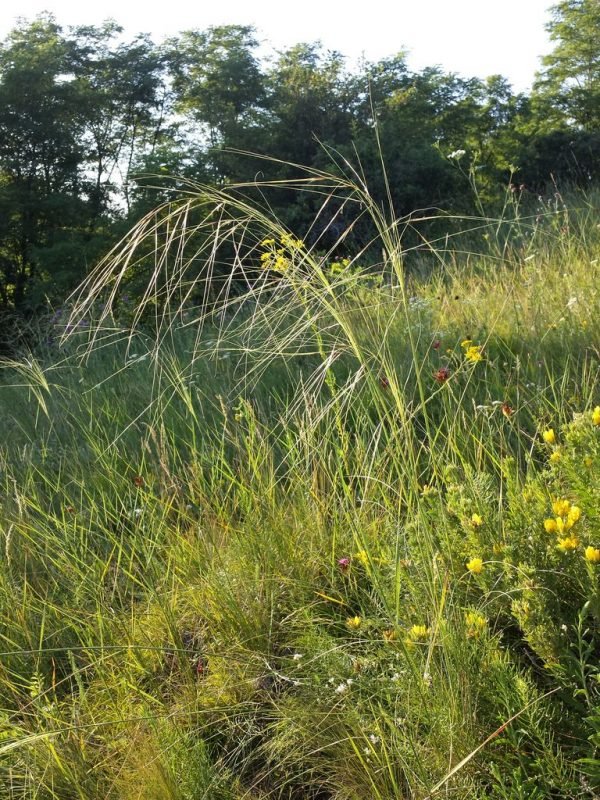 Very slender feather grass (Stipa capillata) - growing guides