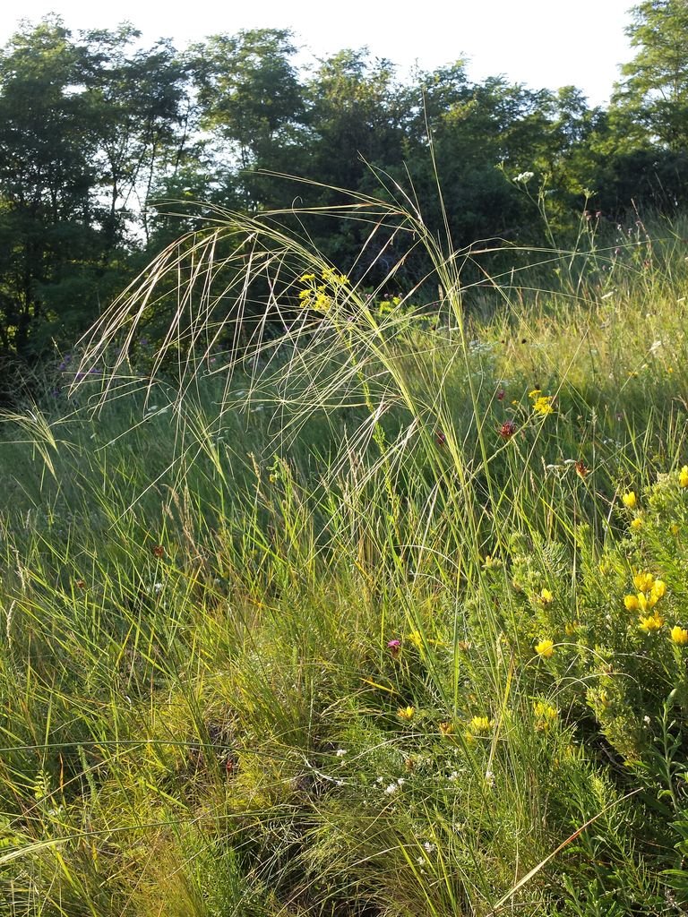 Very slender feather grass (Stipa capillata) - growing guides