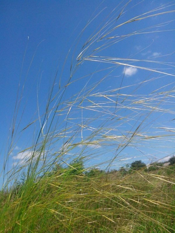 Very slender feather grass (Stipa capillata) - growing guides