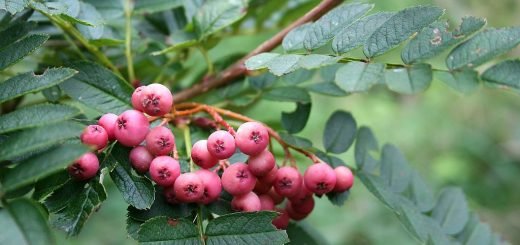 Japanese rowan (Sorbus commixta) - growing guides