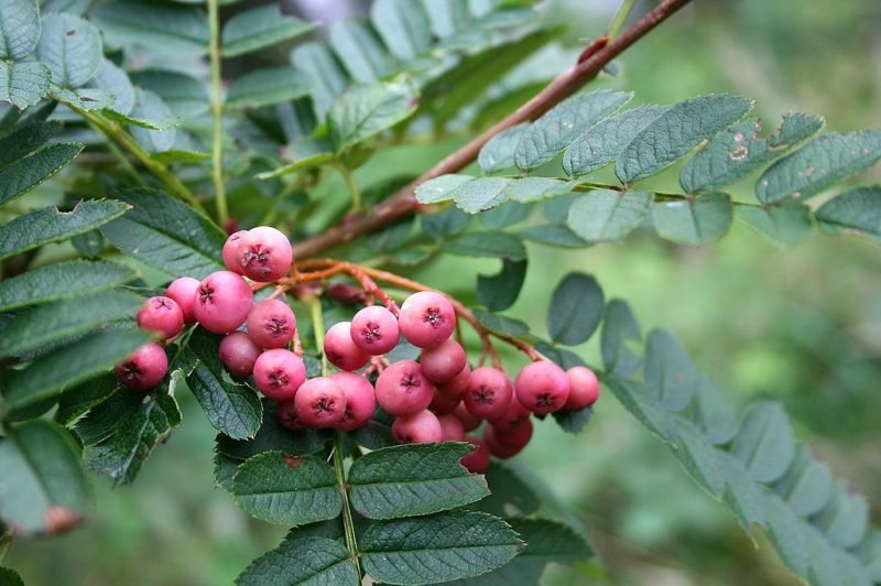 Vilmorin's rowan (Sorbus vilmorinii) - growing guides