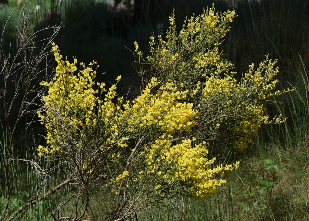 Warminster broom (Cytisus × praecox) - growing guides