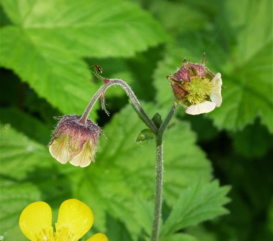Water avens (Geum rivale) - growing guides