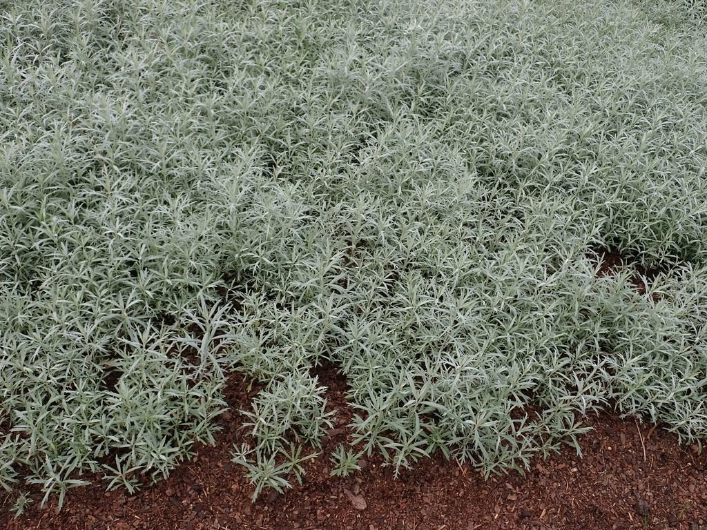 Western mugwort 'Silver Queen' (Artemisia ludoviciana 'Silver Queen ...