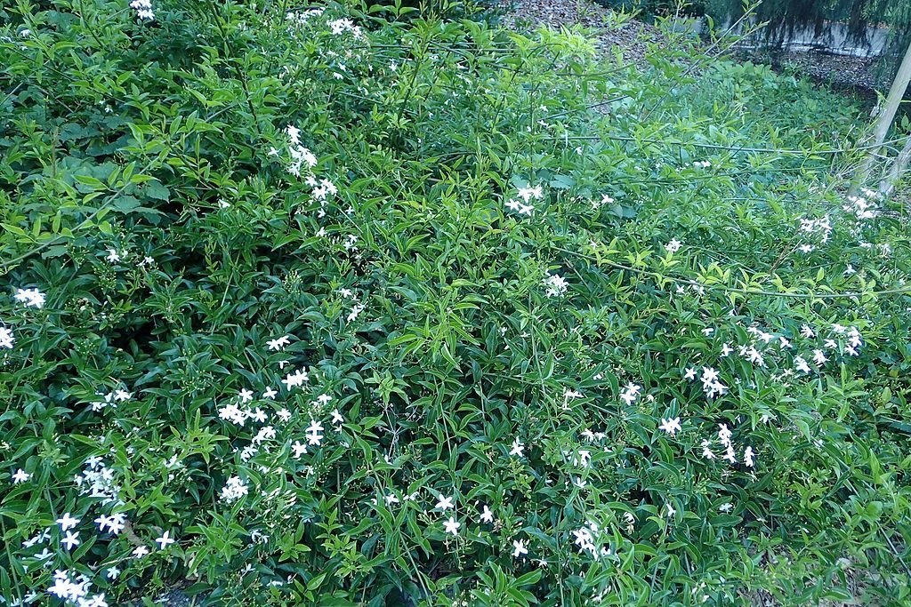 White Azorean jasmine (Jasminum azoricum) - growing guides