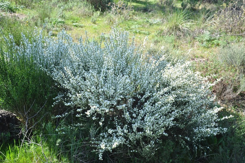 White Spanish broom (Cytisus multiflorus) - growing guides