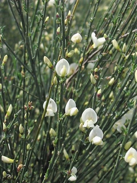 White Spanish broom (Cytisus multiflorus) - growing guides
