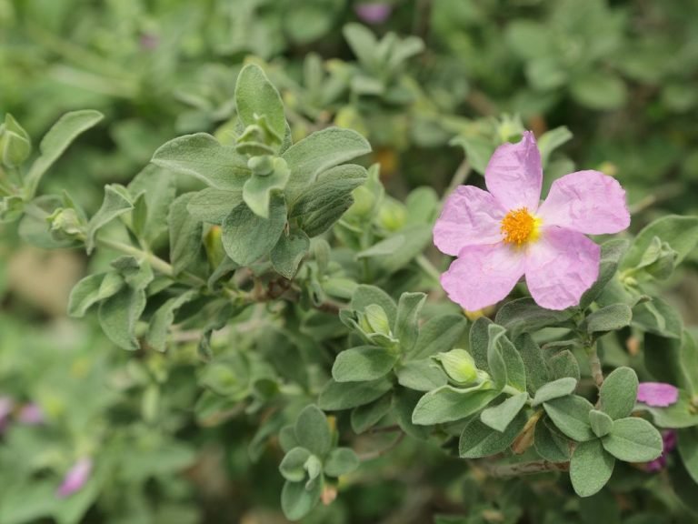 White-leaved rock rose (Cistus albidus) - growing guides