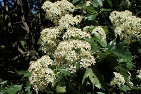 Wild service tree (Sorbus torminalis) - growing guides