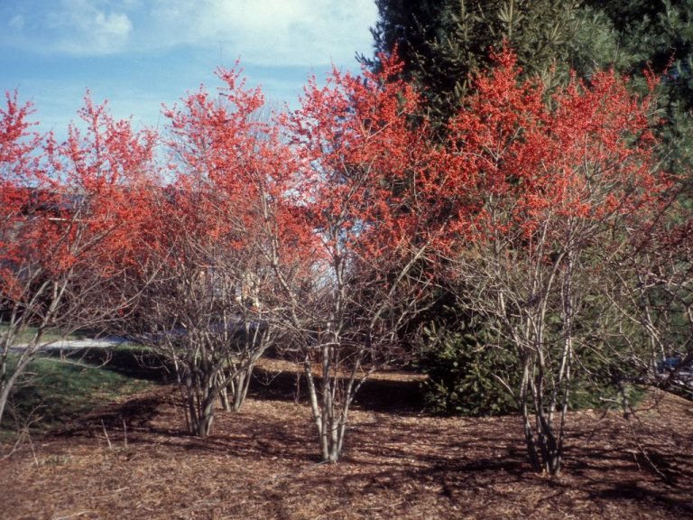 Winterberry (Ilex verticillata) - growing guides