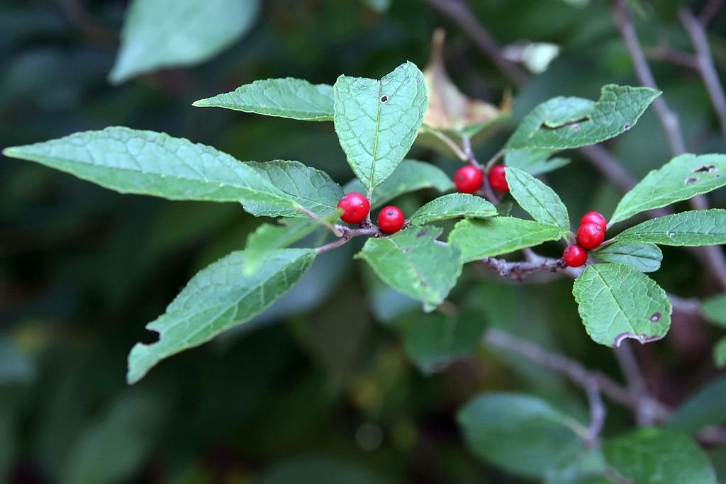 Winterberry (Ilex verticillata) - growing guides