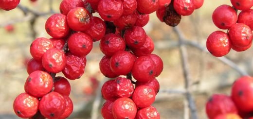 Winterberry (Ilex verticillata) - growing guides
