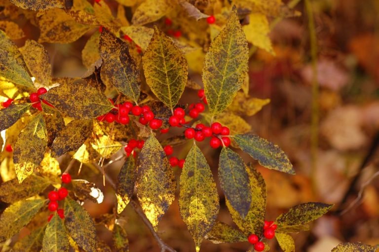 Winterberry 'Winter Red' (Ilex verticillata 'Winter Red') - growing guides