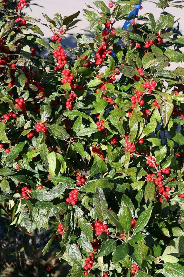 Winterberry 'Winter Red' (Ilex verticillata 'Winter Red') - growing guides