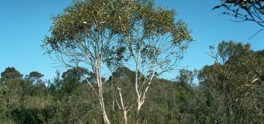 Snow gum (Eucalyptus pauciflora subsp. niphophila) - growing guides