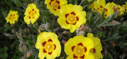 Halimium calycinum - growing guides