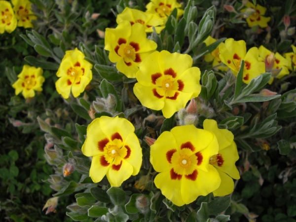 Woolly rock rose (Halimium lasianthum) - growing guides