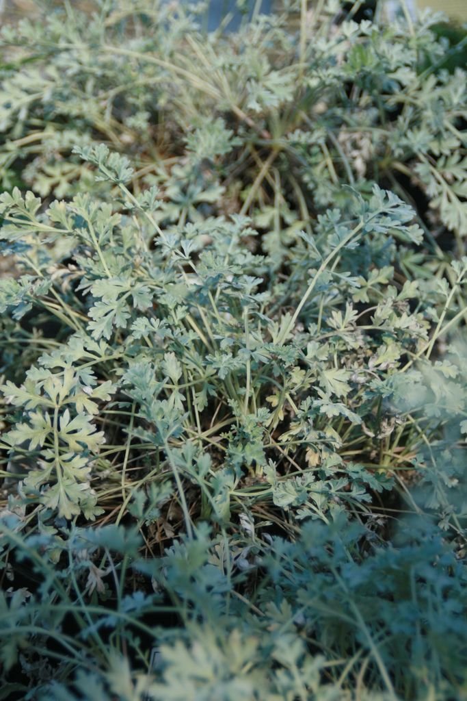 Wormwood 'Lambrook Silver' (Artemisia absinthium 'Lambrook Silver ...