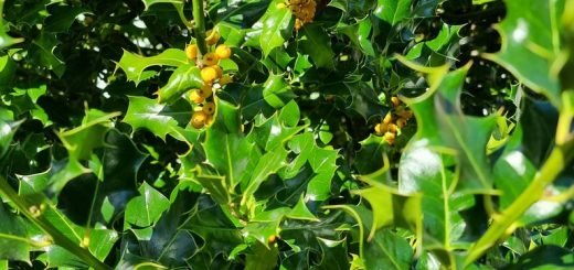 Common holly (Ilex aquifolium) - growing guides
