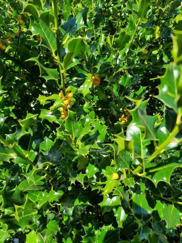 Yellow-fruited holly (Ilex aquifolium 'Bacciflava') - growing guides
