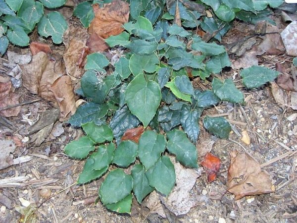 Acuminate barrenwort (Epimedium acuminatum) - growing guides