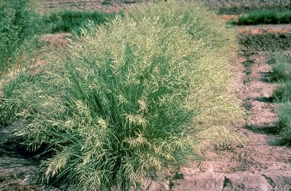 African love grass (Eragrostis curvula) - growing guides