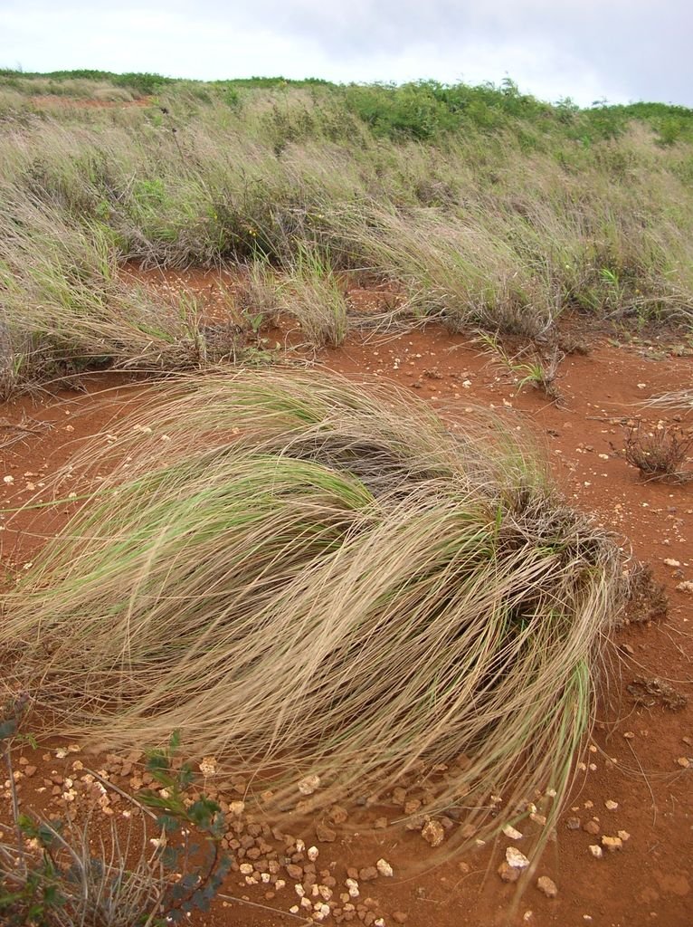 African love grass (Eragrostis curvula) - growing guides