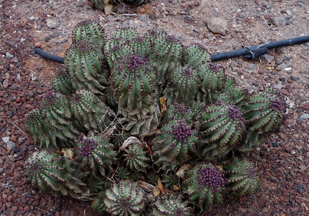 African milk barrel (Euphorbia horrida) - growing guides