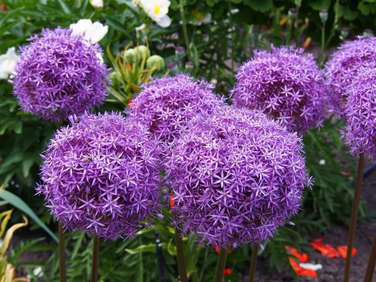 Allium 'Gladiator' - growing guides