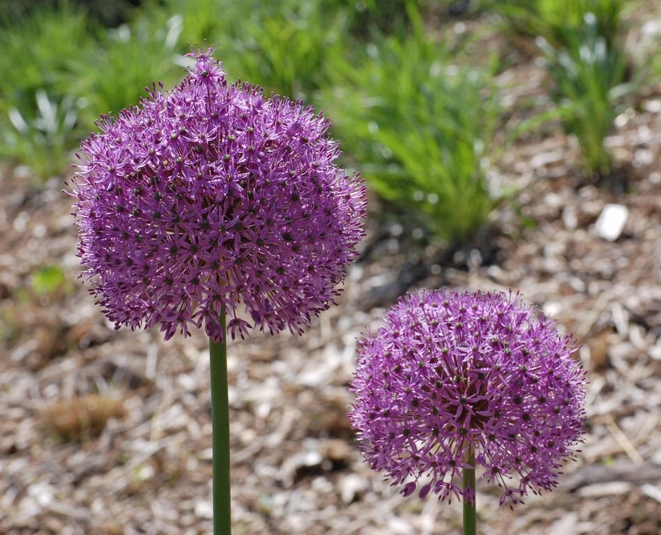 Allium 'Gladiator' - growing guides