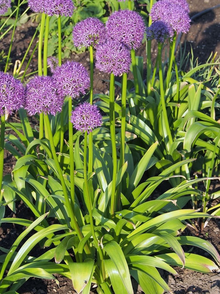 Allium 'Gladiator' - growing guides