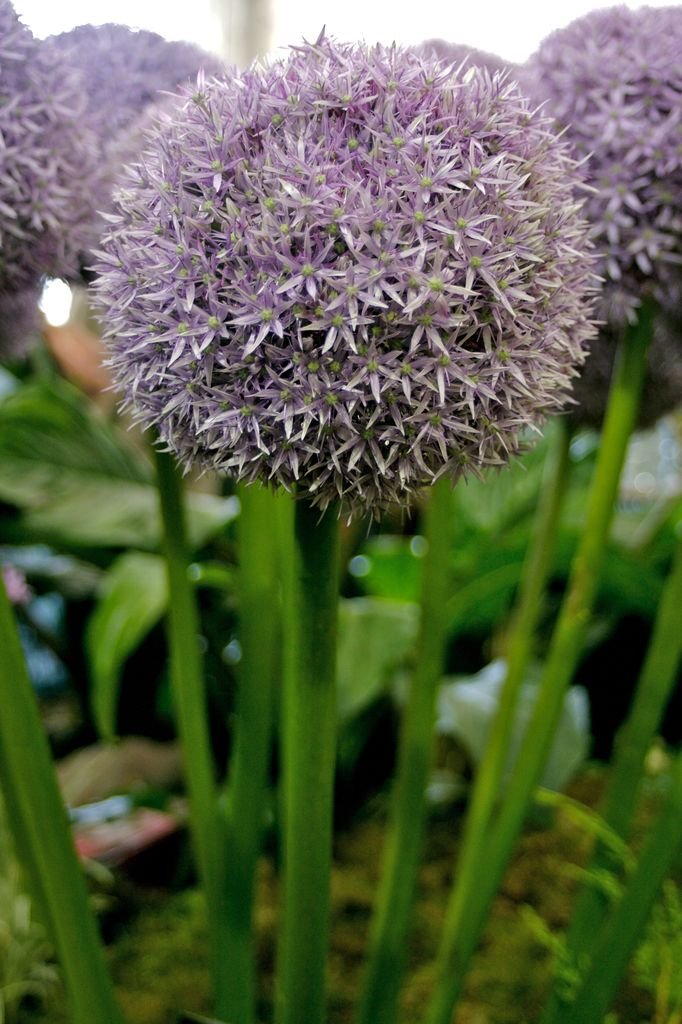 Allium 'Globemaster' - growing guides