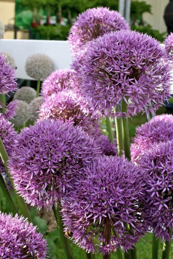 Allium 'Pinball Wizard' - growing guides