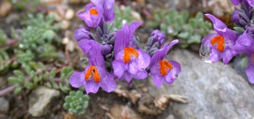 Common toadflax (Linaria vulgaris) - growing guides