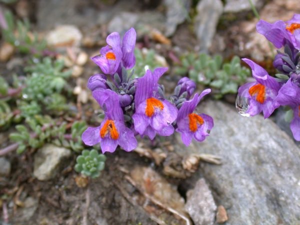 Alpine toadflax (Linaria alpina) - growing guides