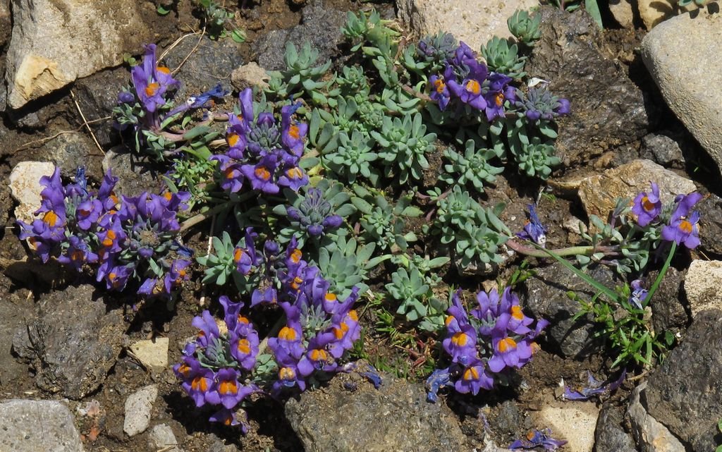 Alpine toadflax (Linaria alpina) - growing guides