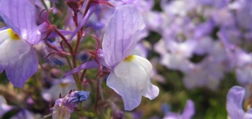 Common toadflax (Linaria vulgaris) - growing guides