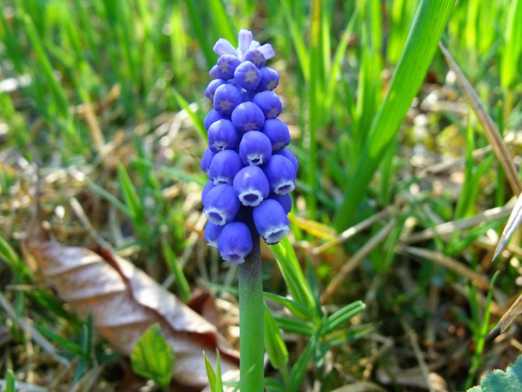 Armenian grape hyacinth (Muscari armeniacum) - growing guides