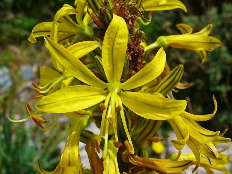 Asphodel (Asphodeline lutea) - growing guides