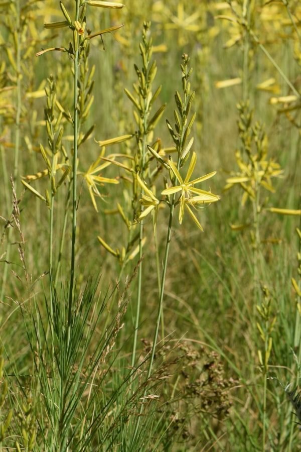 Asphodeline liburnica - growing guides