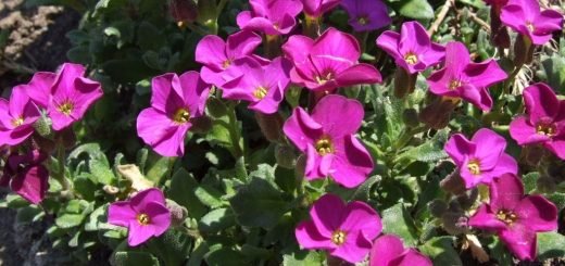 Aubrieta 'Red Cascade' - growing guides