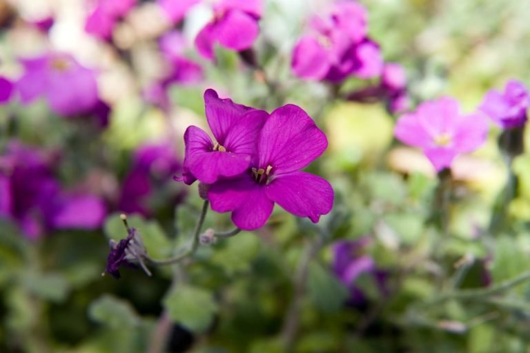 Aubrieta 'Red Cascade' - growing guides
