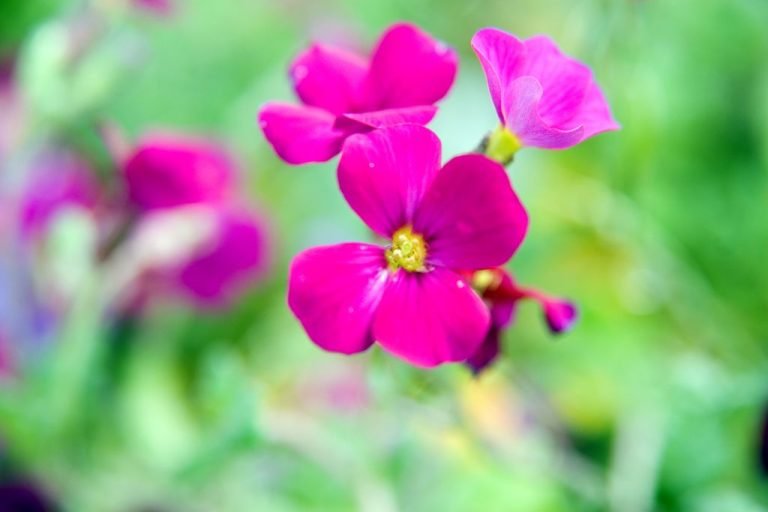 Aubrieta 'Red Cascade' - growing guides