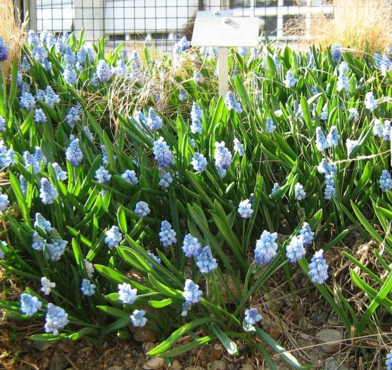 Azure grape hyacinth (Muscari azureum) - growing guides