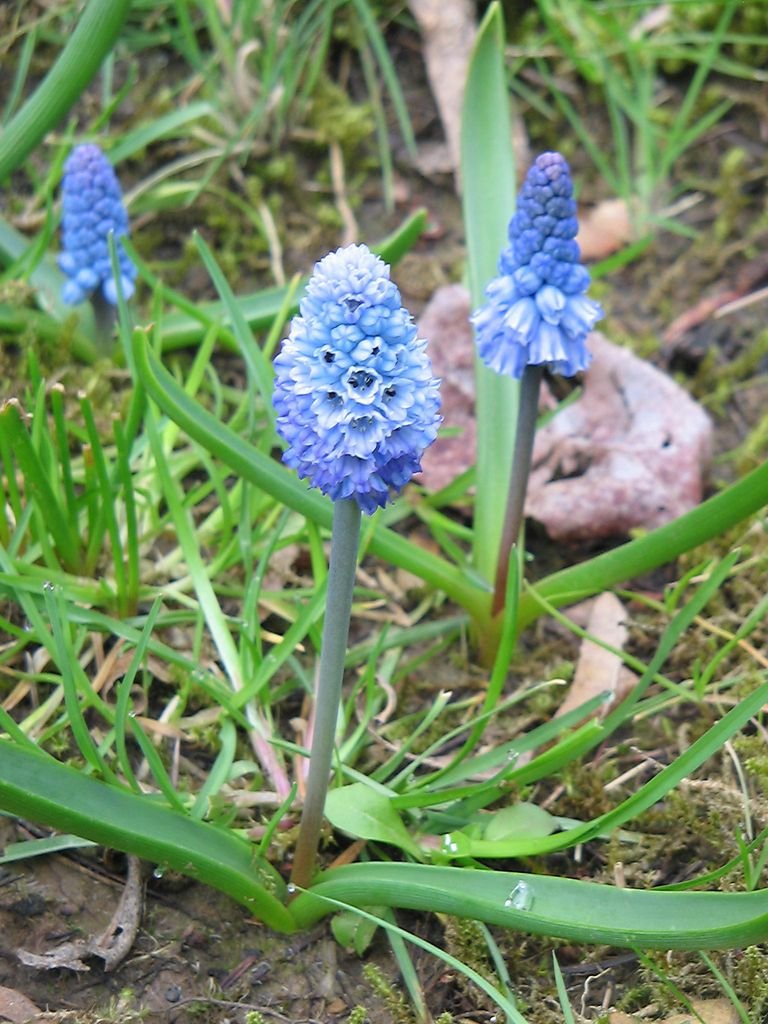 Azure grape hyacinth (Muscari azureum) - growing guides