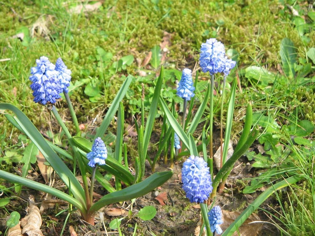 Azure grape hyacinth (Muscari azureum) - growing guides
