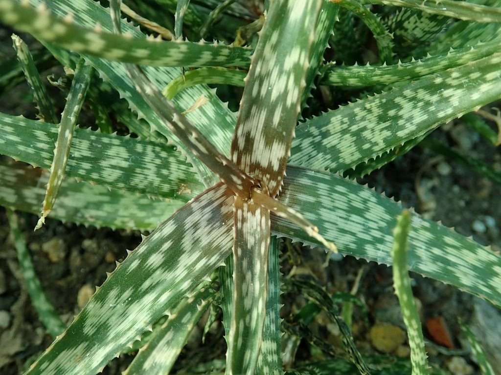 Baker aloe (Aloe bakeri) - growing guides