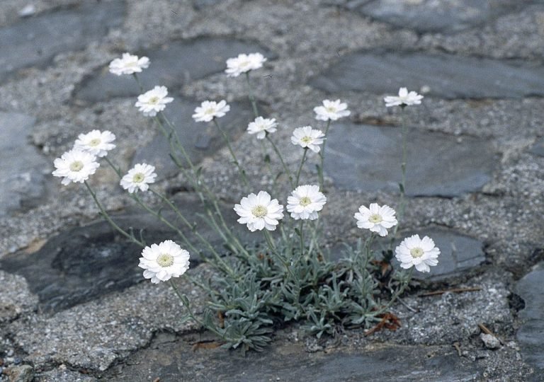 Balkan yarrow (Achillea ageratifolia) - growing guides