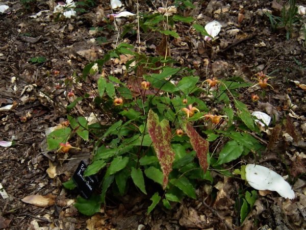 Barrenwort 'Amber Queen' (Epimedium 'Amber Queen') - growing guides