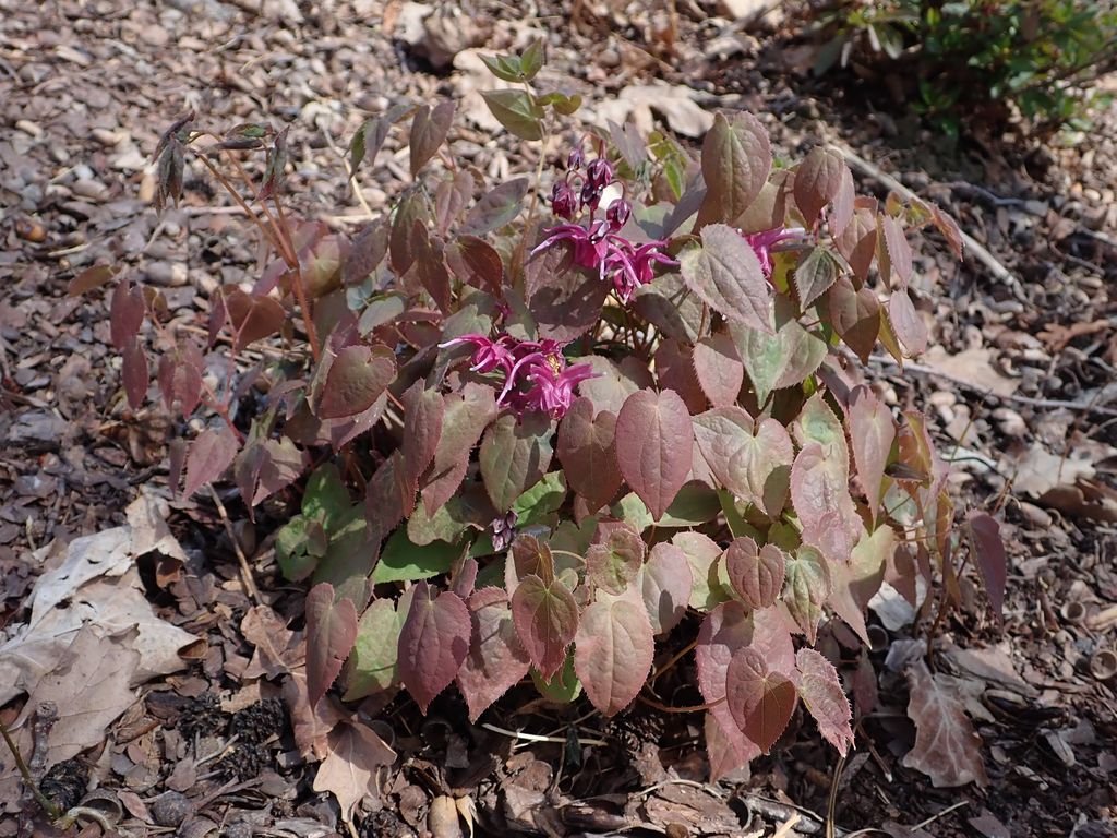 Barrenwort 'Rose Queen' (Epimedium grandiflorum 'Rose Queen') - growing guides